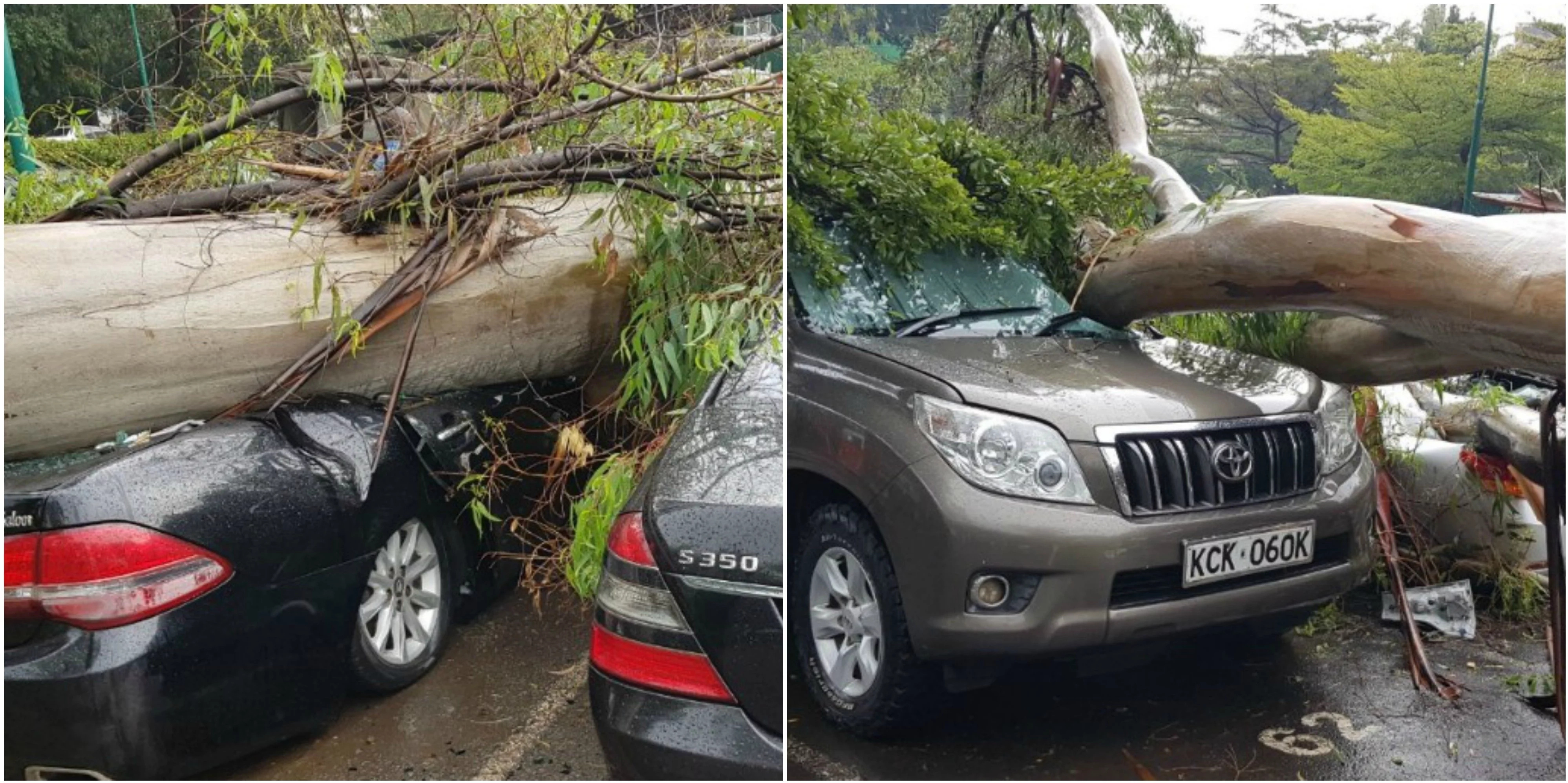 Mti mkubwa wa mkaratusi waangukia na kuharibu magari ya mamilioni ya ...